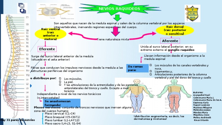 Nervios Raquideos | PDF