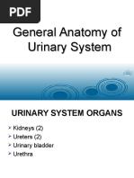 Reproductive System Chapter 16 Key Answer | PDF