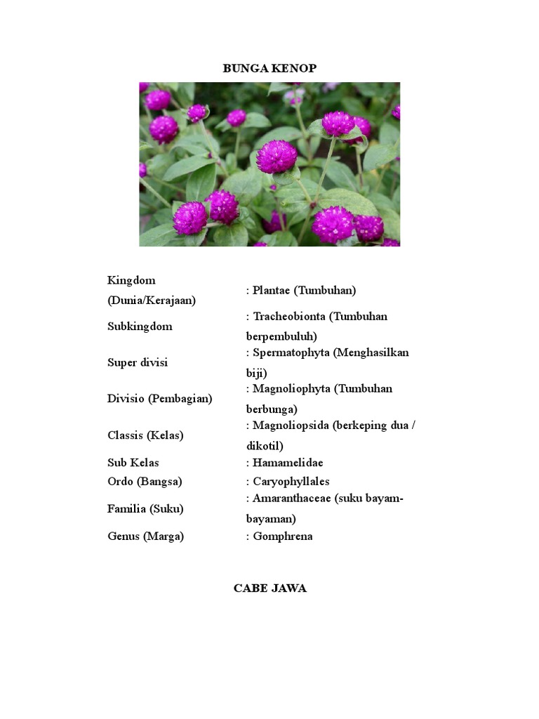 Bunga Kenop | PDF | Sains & Matematika
