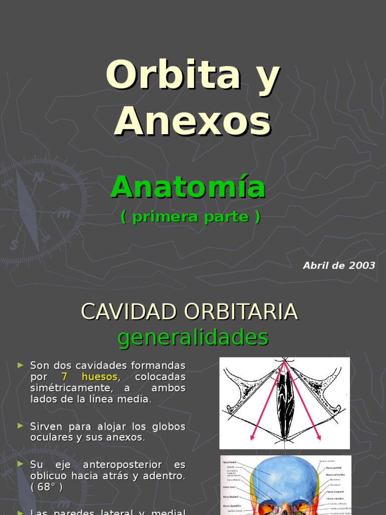 ORBITA | PDF | Sistema esquelético | Anatomía