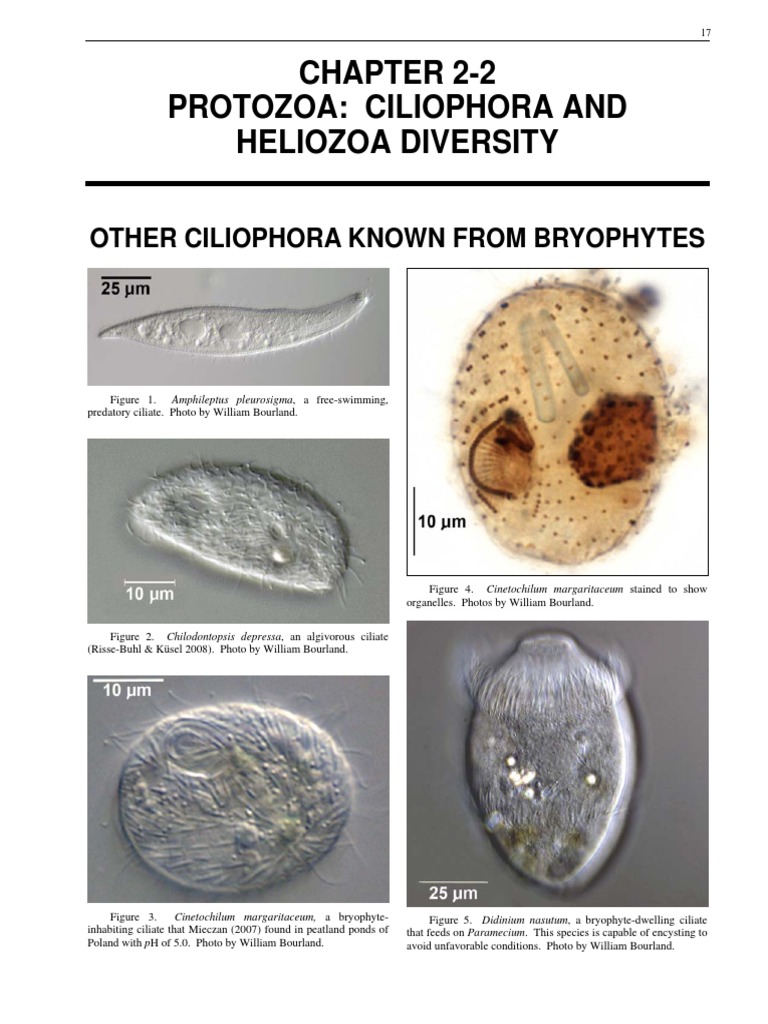 Chapter 2-2 Protozoa: Ciliophora and Heliozoa Diversity: Other ...