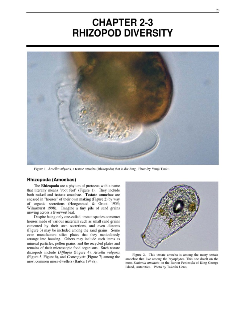 Chapter 2-3 Rhizopod Diversity: Rhizopoda (Amoebas)