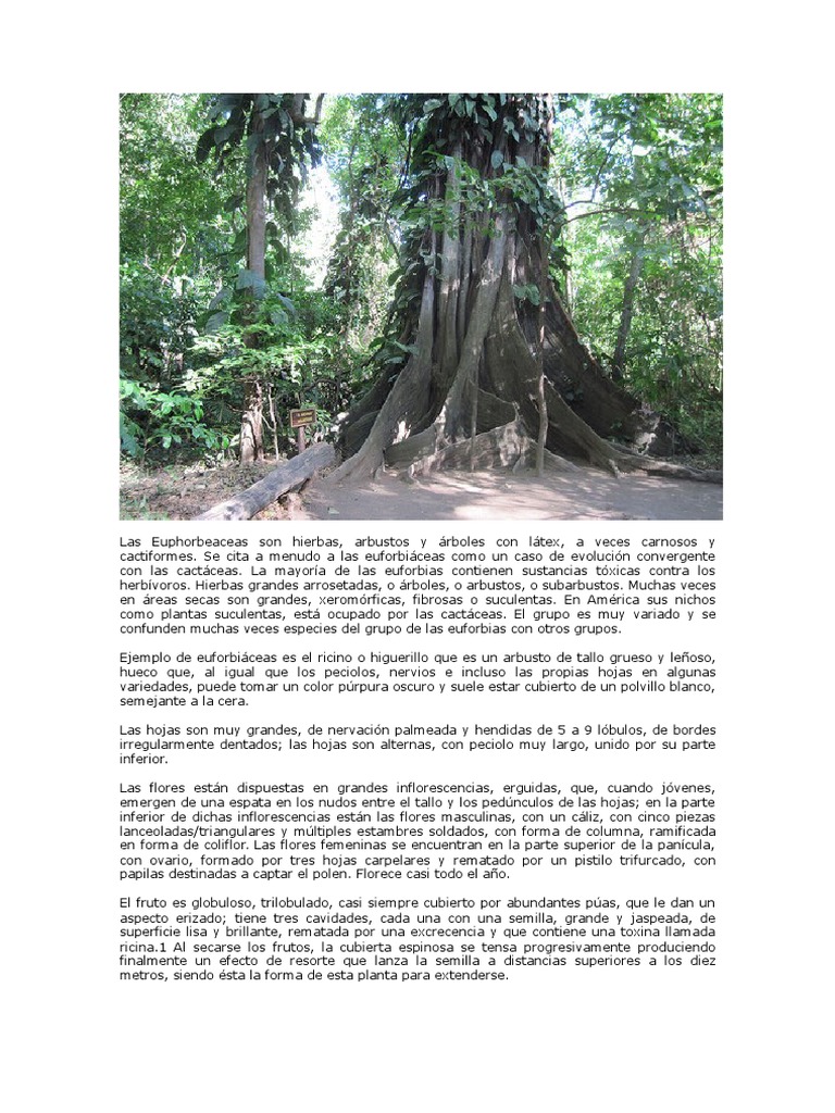 Propiedades y toxicidad del chilamate | PDF | Botánica | Horticultura y ...