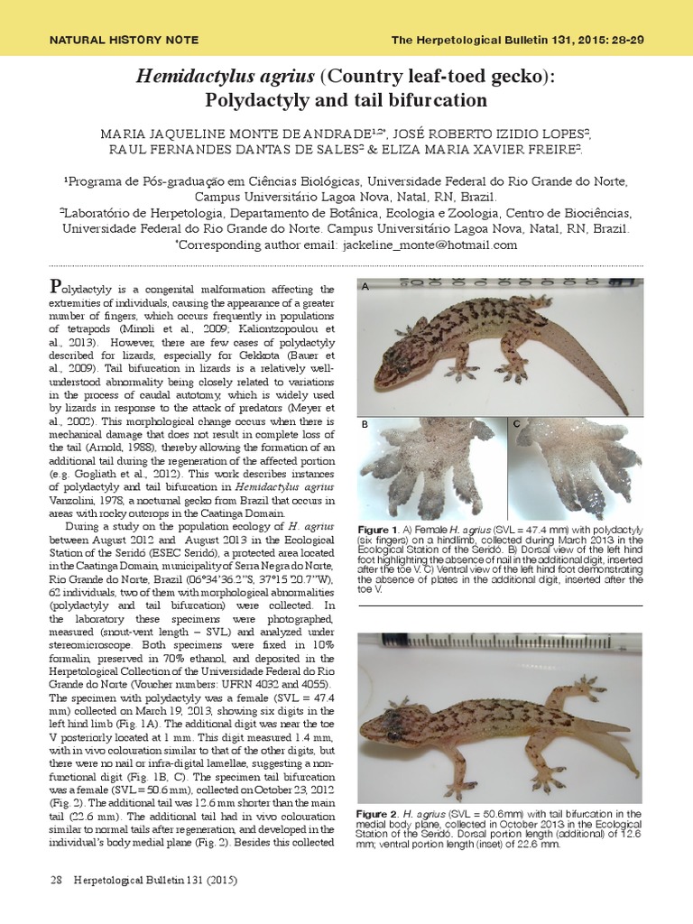 Andrade Et Al 2015 - H. Agrius - Polydactyly and Tail Bifurcation | PDF ...