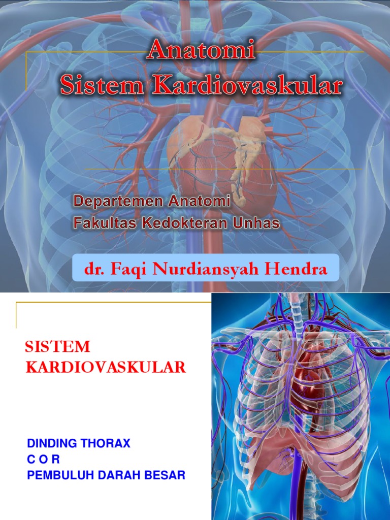 Anatomi Sistem Kardiovaskular | PDF