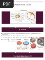 Desarrollo del Saco Coriónico en Humanos | PDF | Ciencia y matemáticas