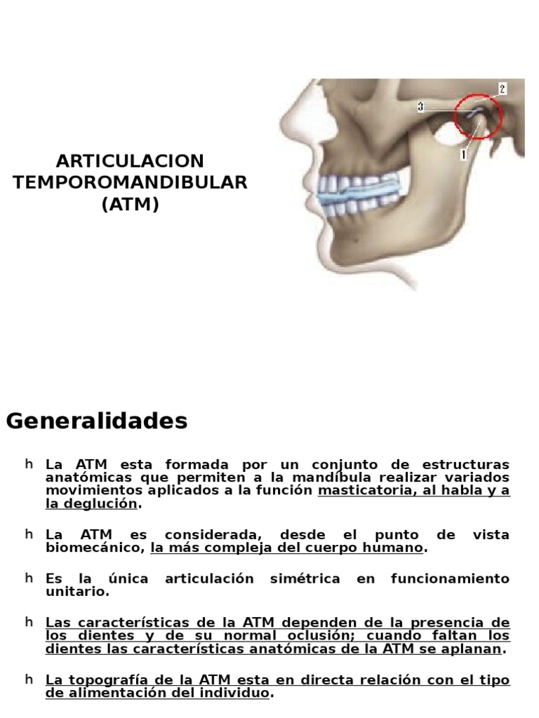 Anatomía de la ATM | PDF | Sistema musculoesquelético | Anatomía humana