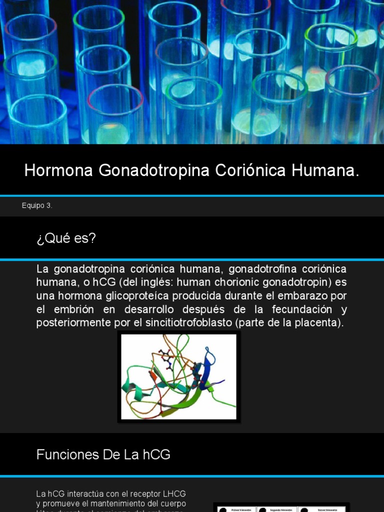 Hormona Gonadotropina Coriónica Humana | PDF