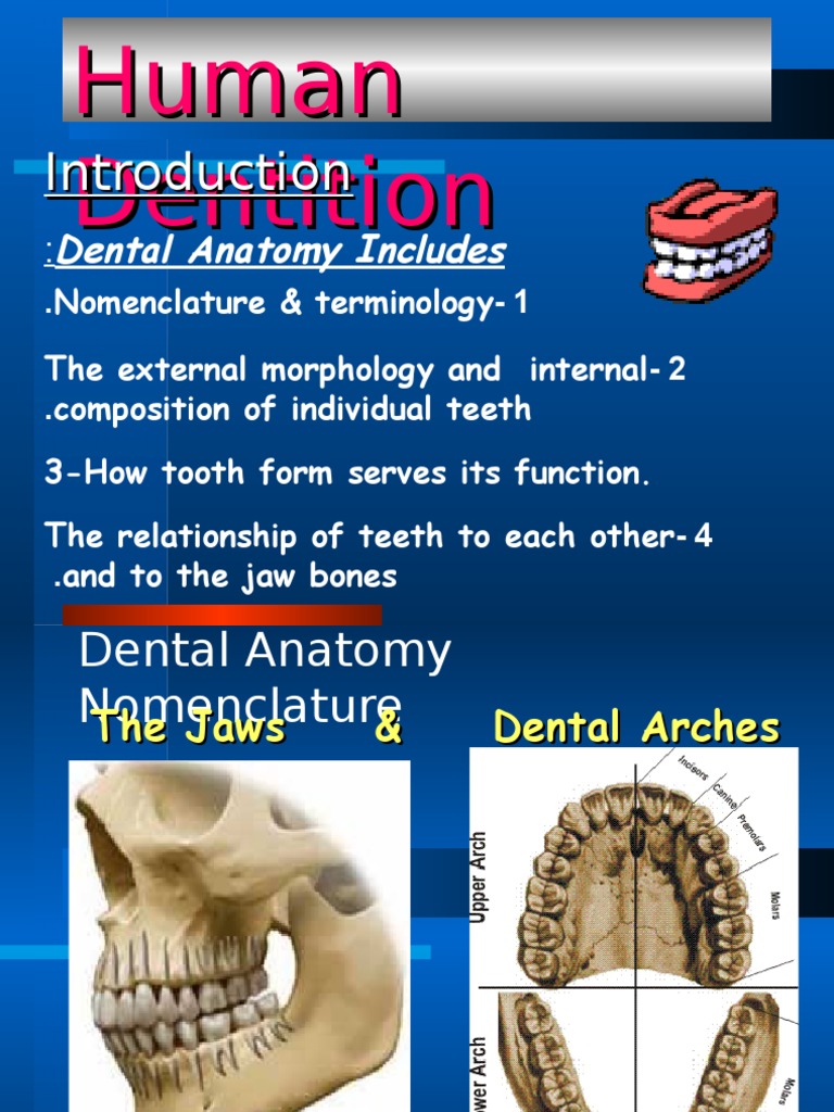 Human Dentition | PDF | Dental Anatomy | Tooth