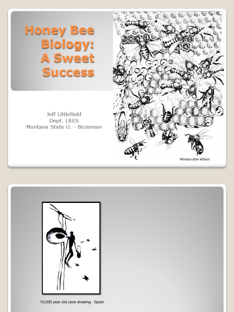 Honey Bee Biology: A Sweet Success: Jeff Littlefield Dept. LRES Montana ...
