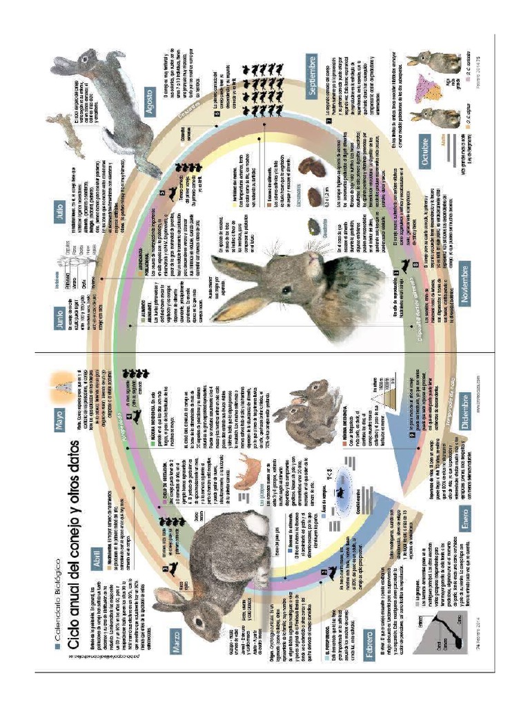 Ciclo Anual Conejo