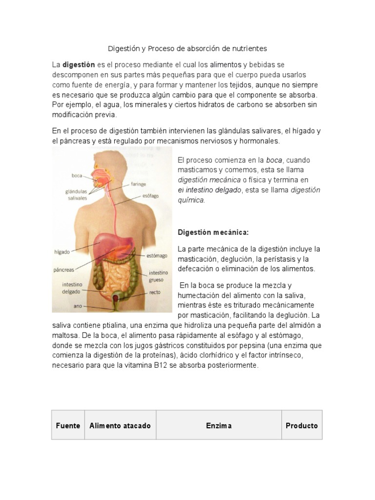 Digestión y Proceso de Absorción de Nutrientes | PDF | Digestión ...