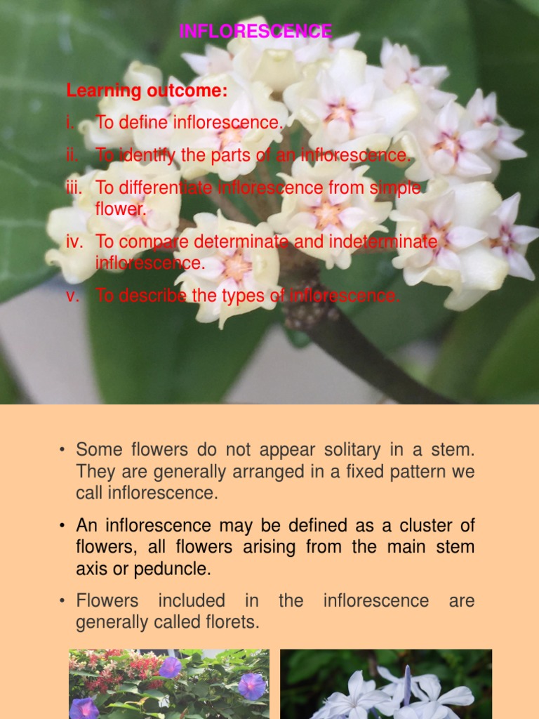 Lecture 6 - Inflorescence PDF | PDF | Flowers | Plants