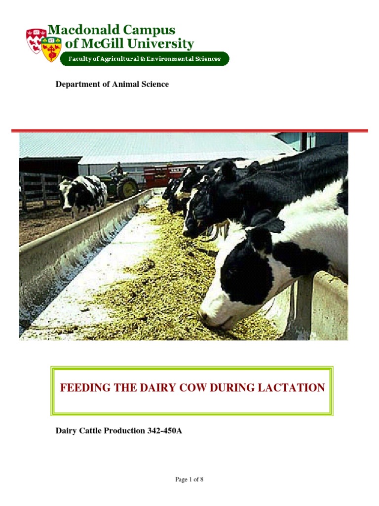 Feeding Cow | PDF | Dairy Cattle | Cattle
