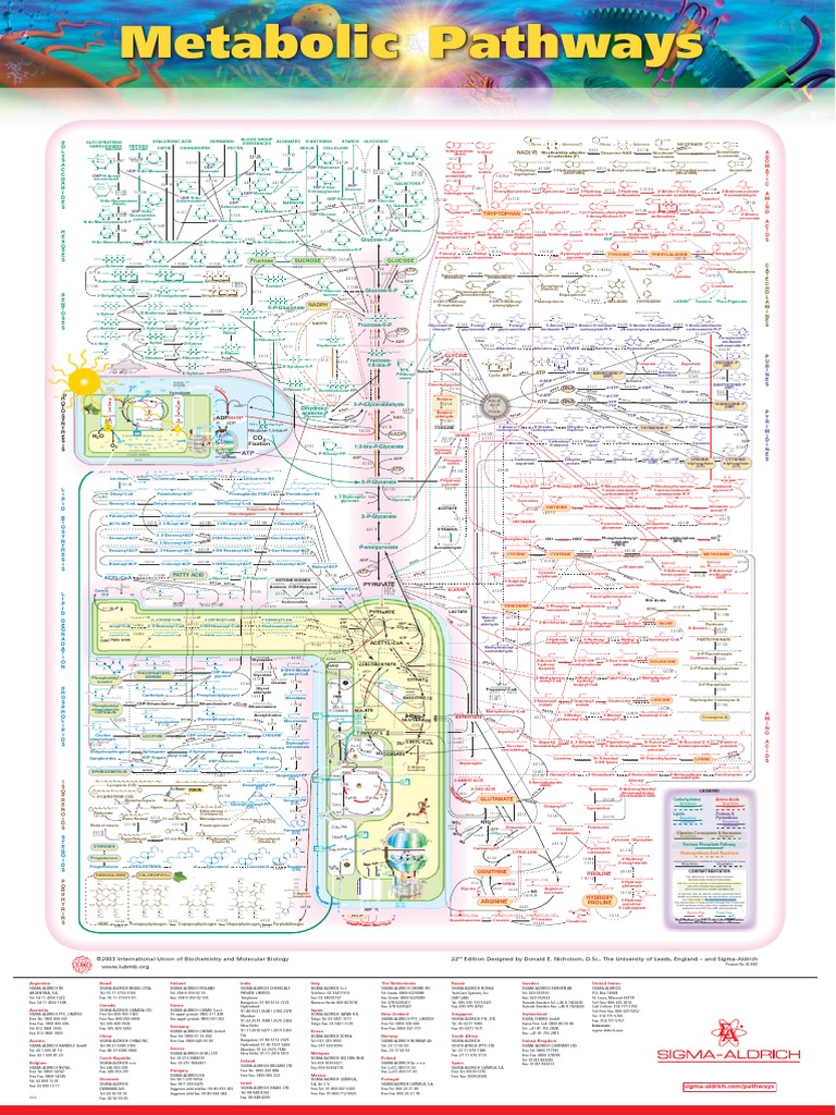 Mapa Metabólico PDF | PDF | Naturaleza | Science