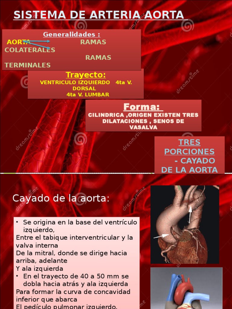 Anatomía de la arteria aorta y sus principales ramas | PDF | Aorta ...