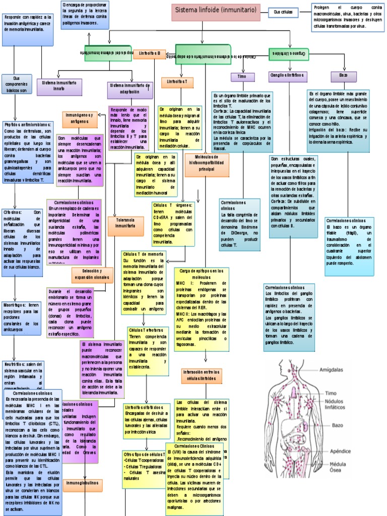 Sistema Linfoide (Inmunitario) | Ganglio linfático | Sistema inmunológico