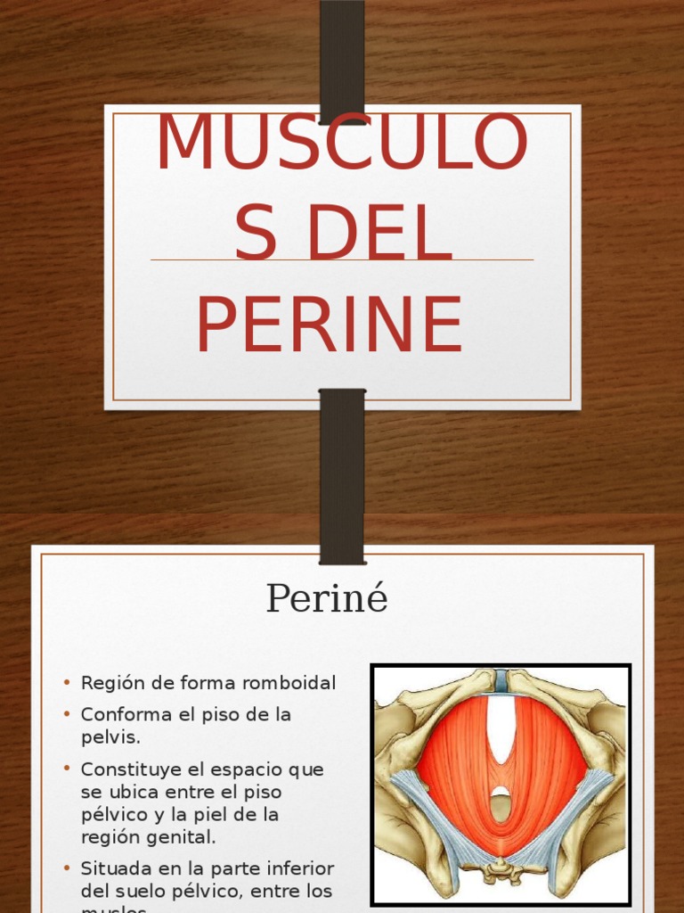 Musculos Del Perine | PDF | Pelvis | Anatomía humana