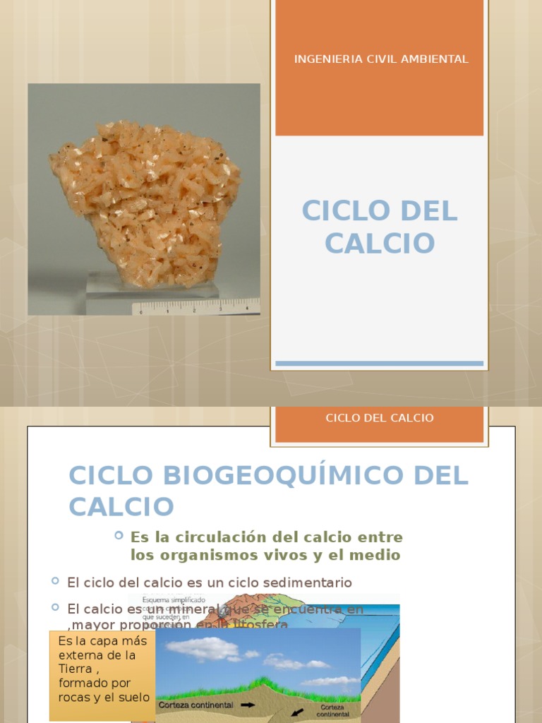 El ciclo biogeoquímico del calcio: flujo y funciones esenciales en ecosistemas terrestres | PDF ...