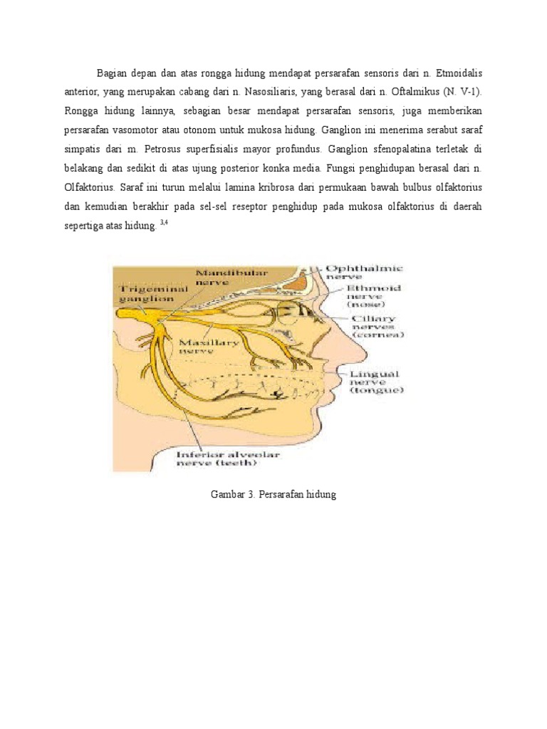 Persarafan Hidung | PDF