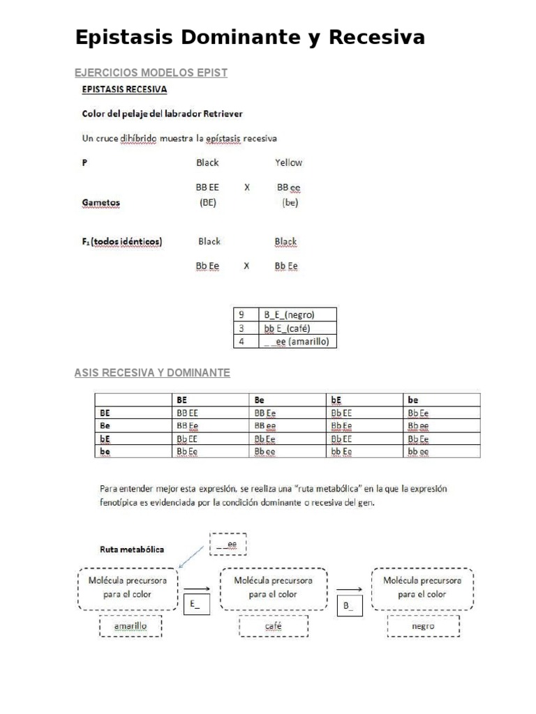 Epistasis Dominante y Recesiva | PDF | Epistasis | Dominancia (Genética)