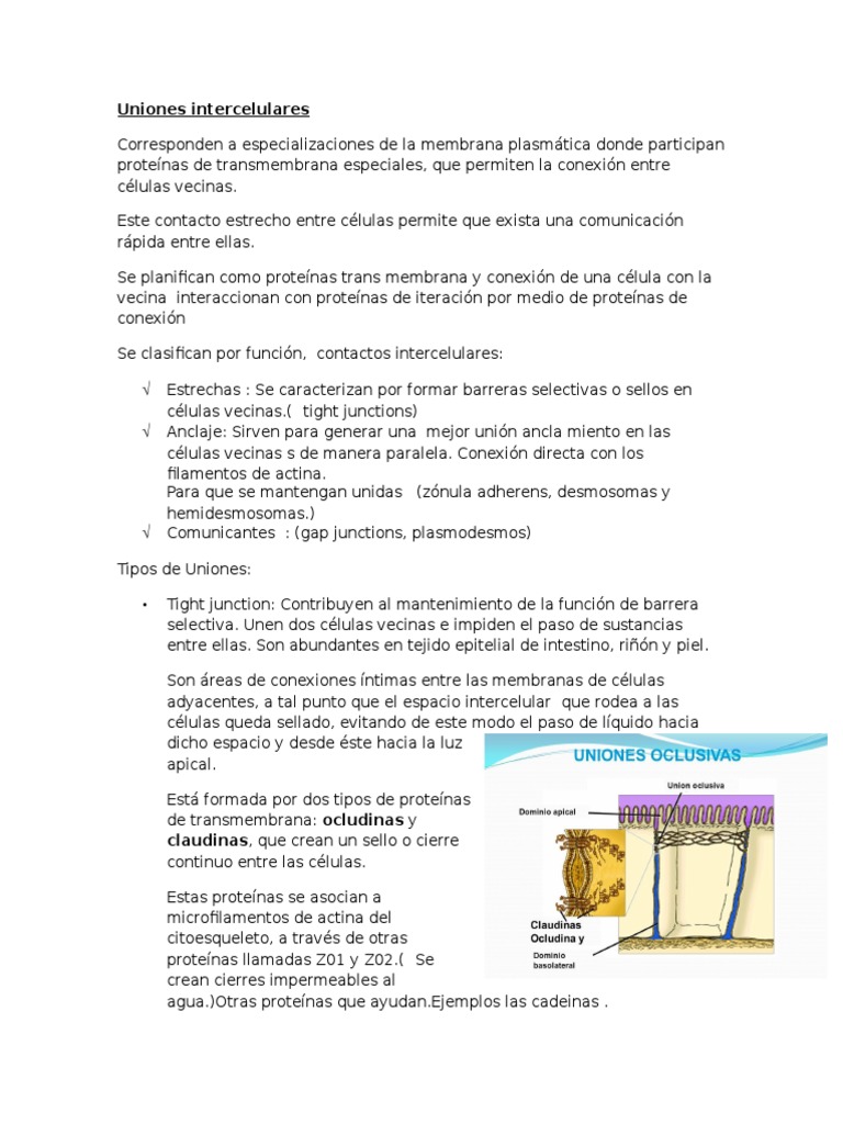 Uniones Intercelulares | PDF | Biología Celular | Histología