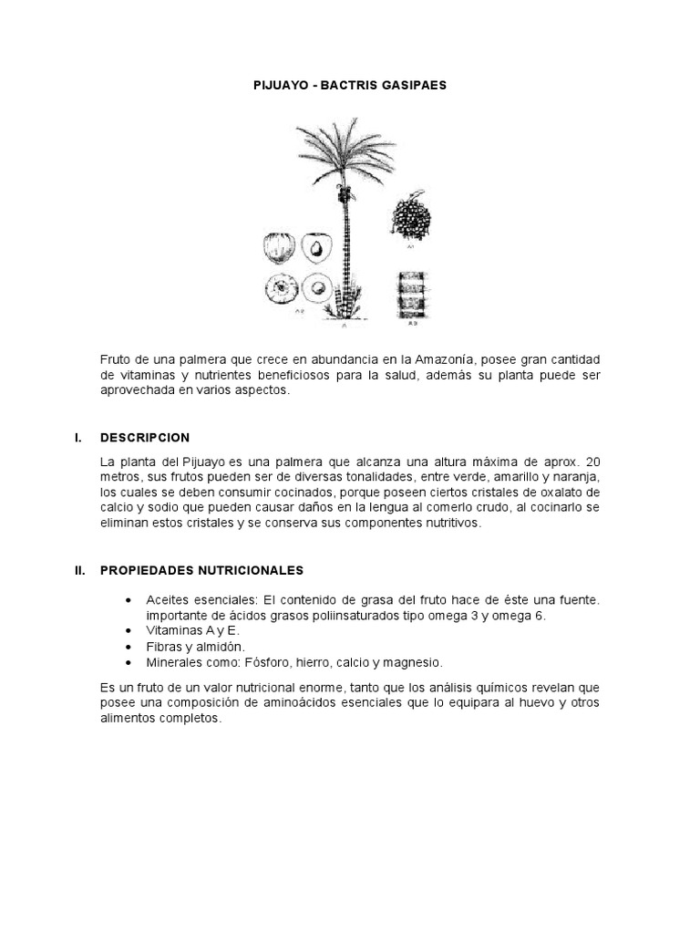 Beneficios y propiedades del pijuayo | PDF | Nutrición | Dieta y nutrición