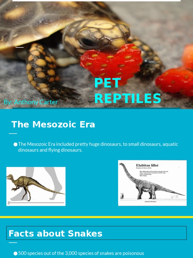 Pet Reptile Guide for Enthusiasts | PDF | Science & Mathematics