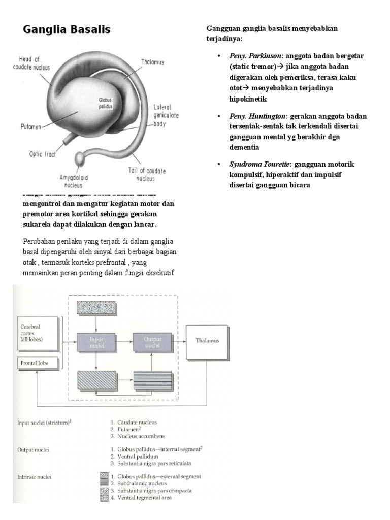 Ganglia Basalis | PDF