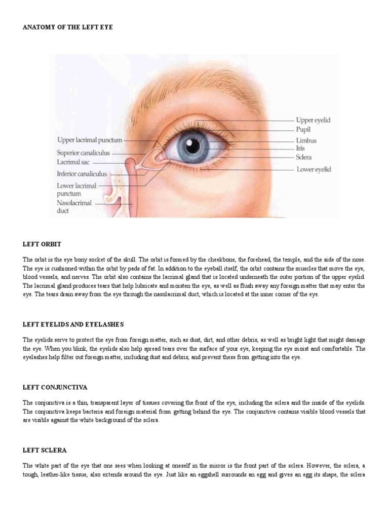 Anatomy of the Left Eye Explained | PDF | Retina | Cornea