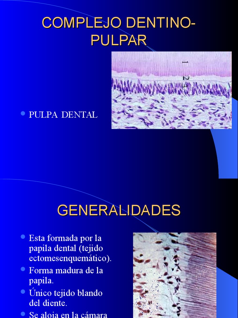 Complejo Dentino-Pulpar | PDF | Diente humano | Anatomía