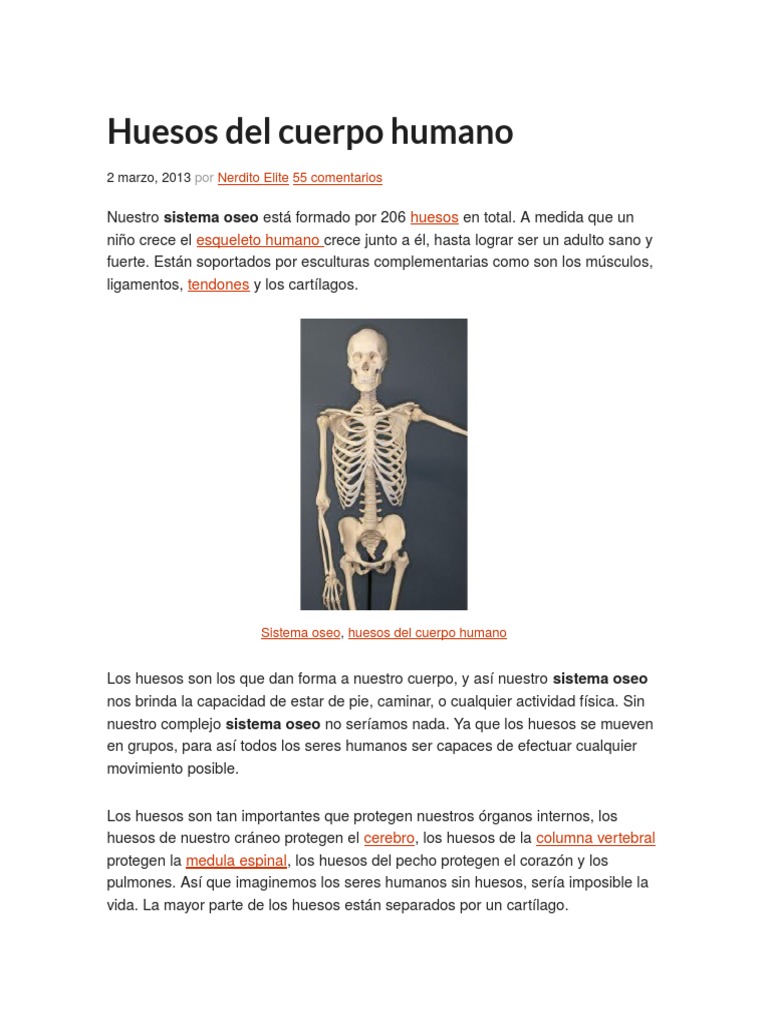Esqueleto 206 huesos | PDF | Hueso | Articulación