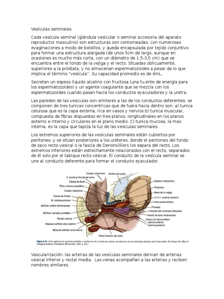 Anatomía y función de las vesículas seminales | PDF | Vejiga urinaria ...