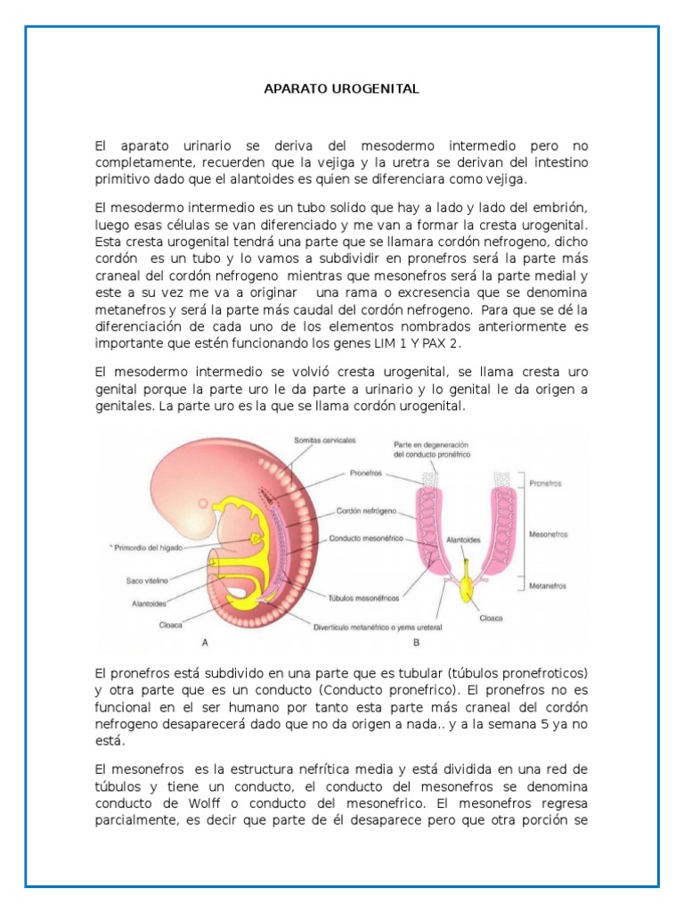 APARATO UROGENITAL (1) | Riñón | Sistema urinario