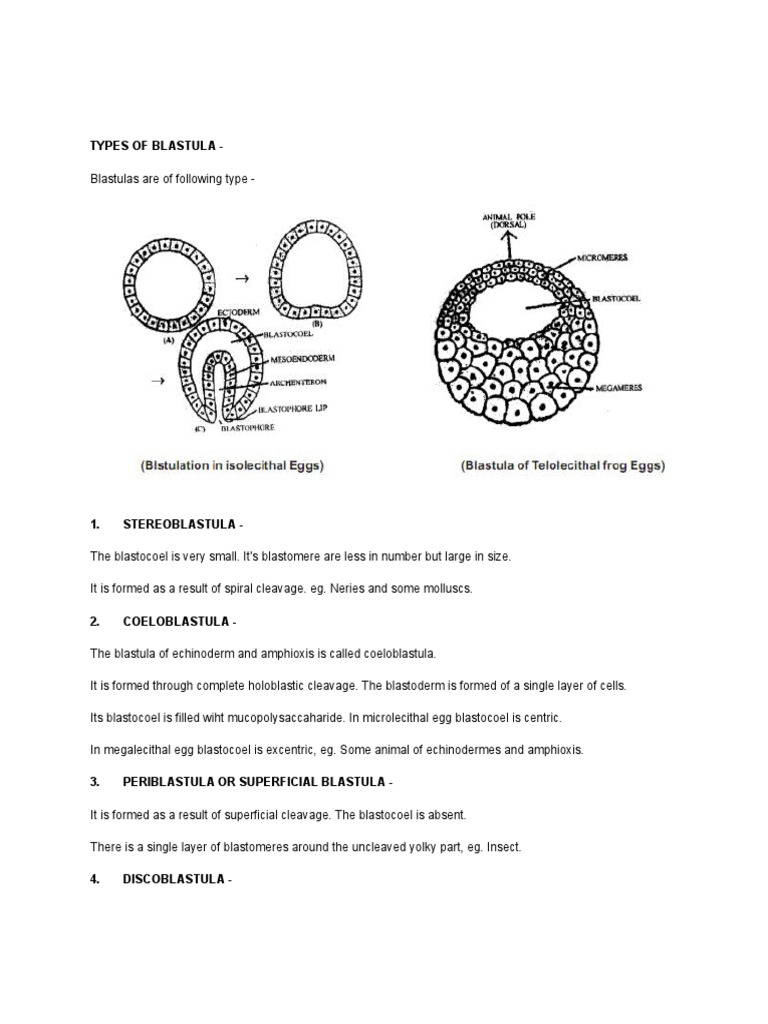Types of Blastula | PDF