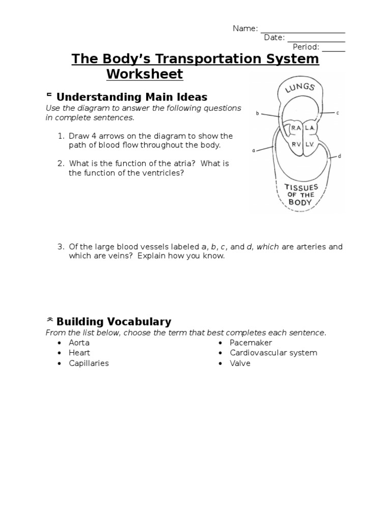 The Body Transportation System Worksheet | PDF | Wellness