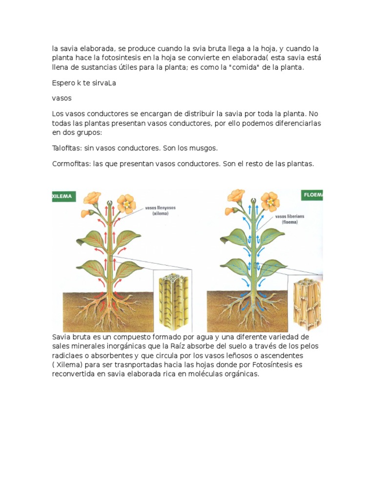 Definición de savia elaborada en plantas | PDF | Hogar, jardinería y ...