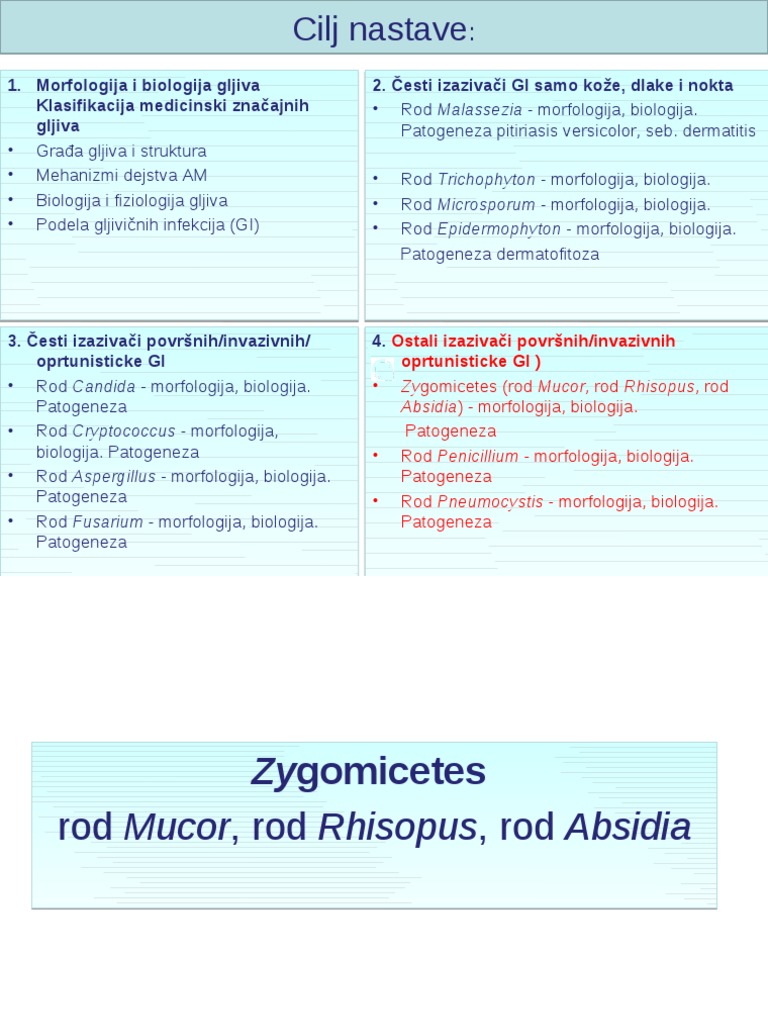 Zigomicete Penicil Pneumocystis | PDF