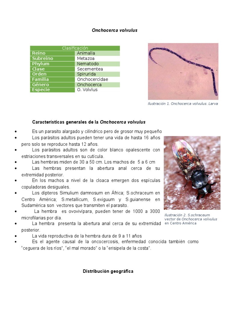 Onchocerca Volvulus | Enfermedades y trastornos | Especialidades médicas