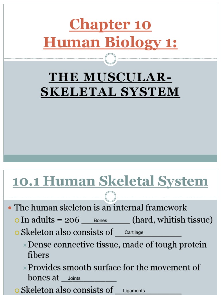 Human Skeletal System Basics | PDF | Bone | Osteoblast
