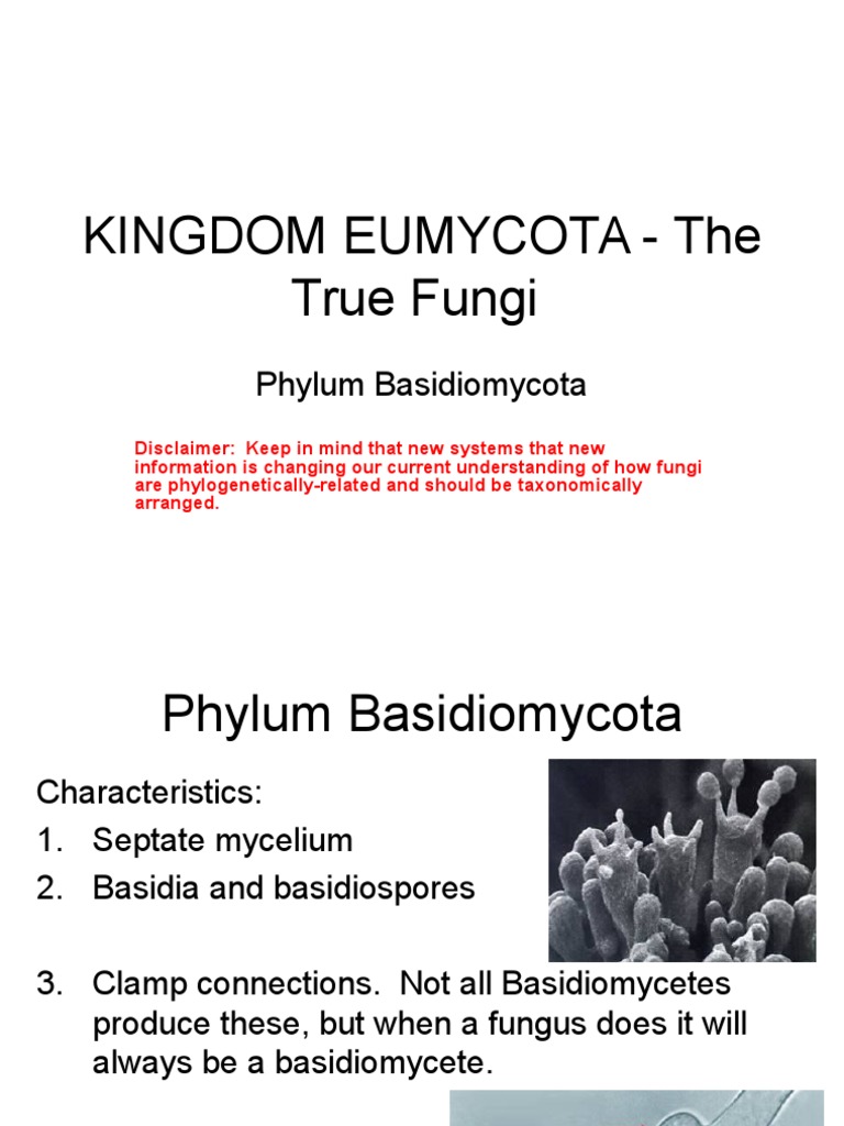 Kingdom Eumycota - The True Fungi2 | PDF | Fungus | Mycology