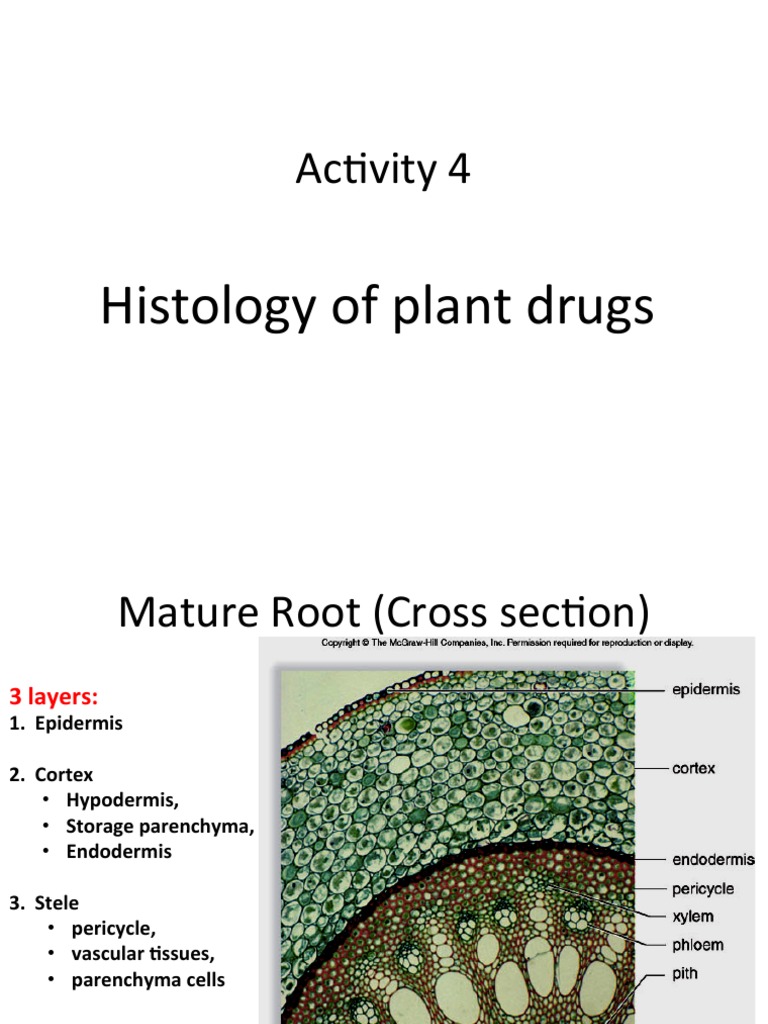 Hypodermis Plants