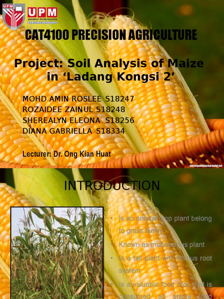 Maize Project Slides | PDF | Fertilizer | Maize