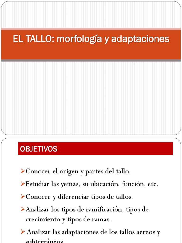 Tallo y Adaptaciones Del Cormo | PDF | Tallo de la planta | Etnobotánica