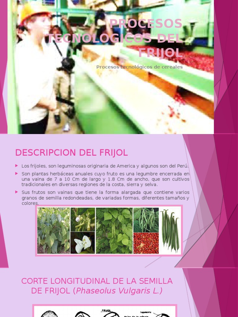 Procesos Tecnologicos Del Frijol | PDF | Phaseolus Vulgaris | Cultivos
