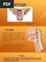 Triangulo de Farabeuf | PDF | Anatomía humana | Cabeza y cuello humanos
