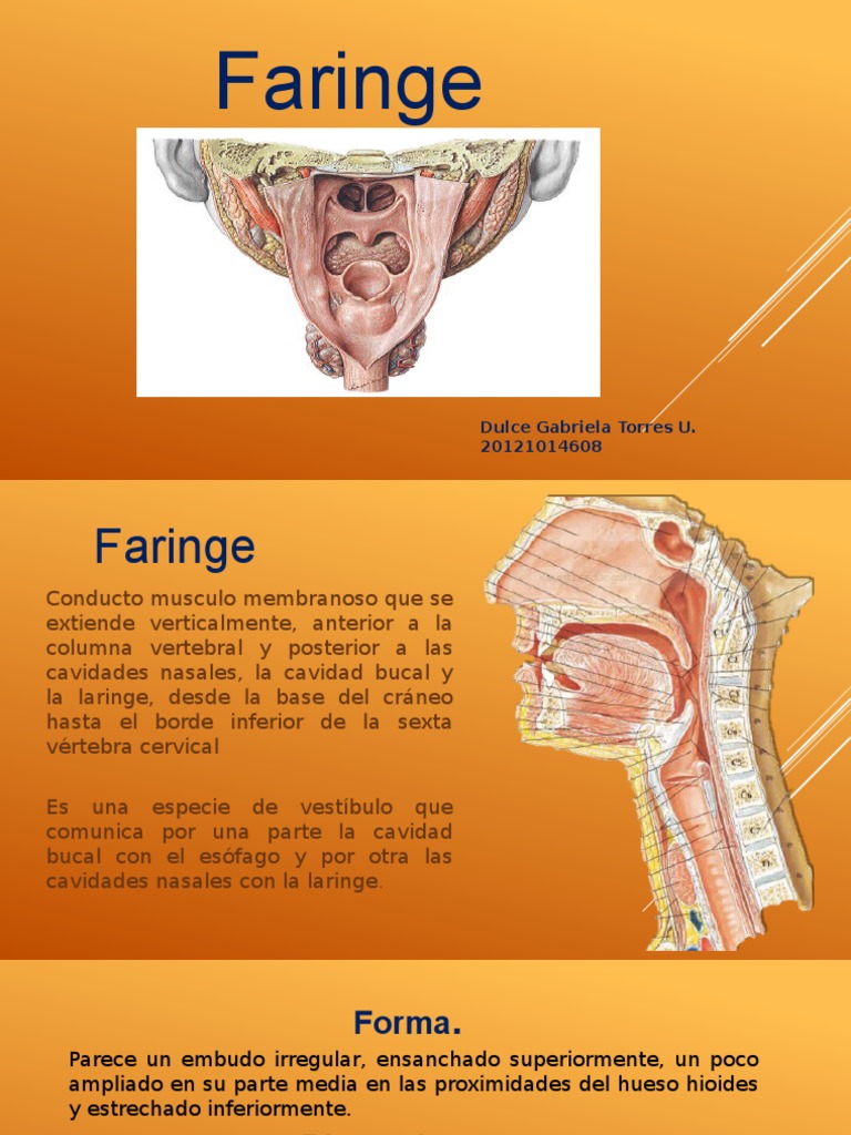 faringe | Anatomía humana | Cabeza y cuello humanos