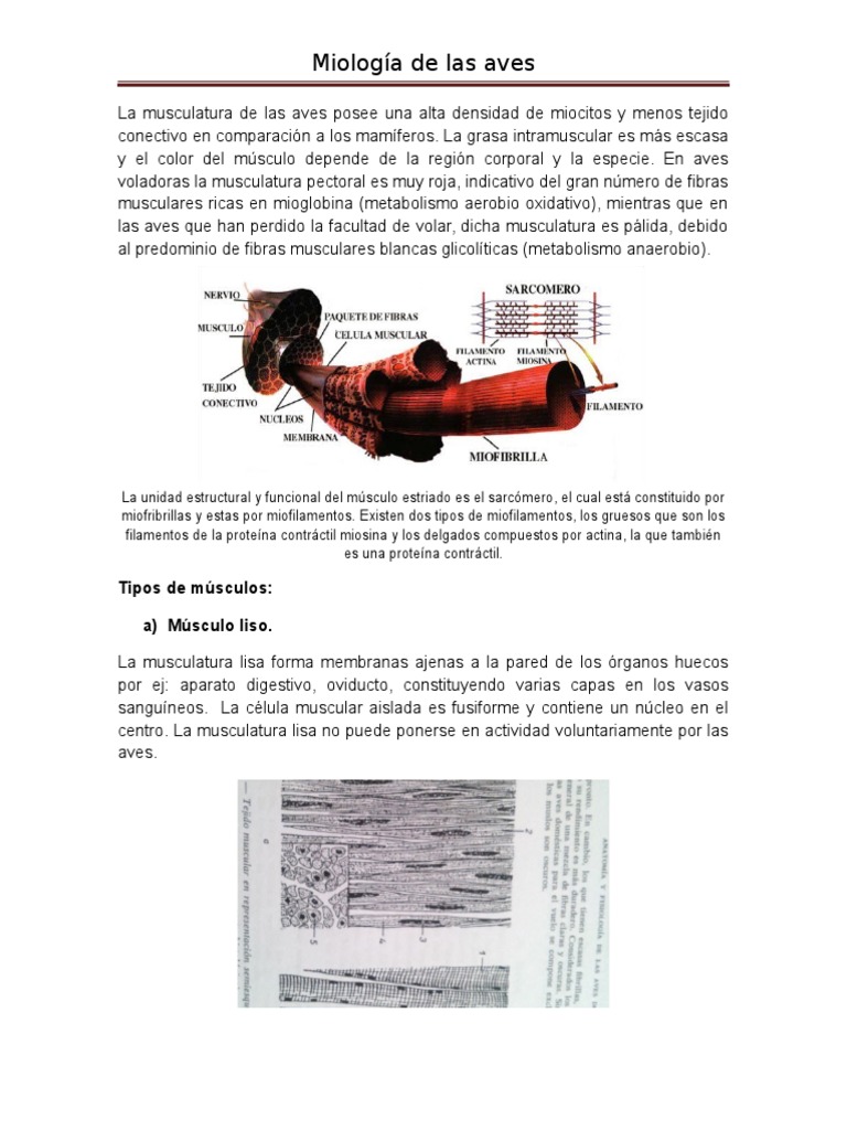 Miología y músculos de las aves | PDF | Músculo | Tejido (biología)