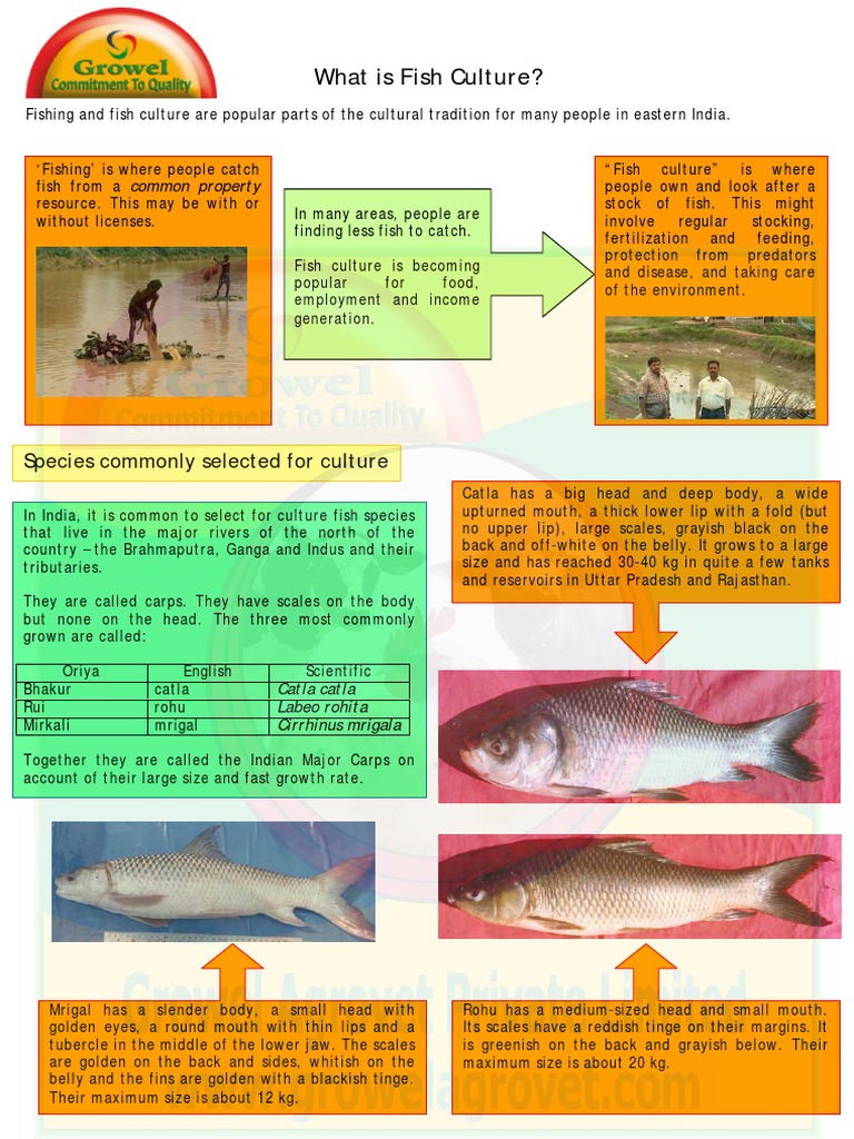 What Is Fish Culture | PDF | Aquaculture | Fish