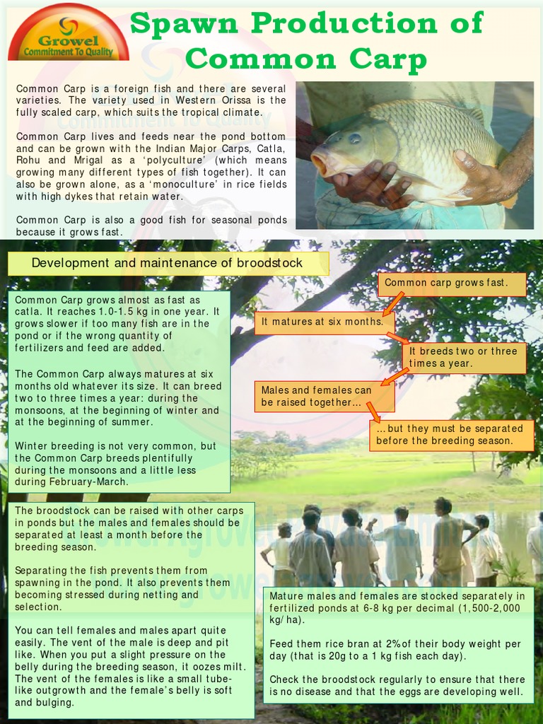 Spawn Production of Common Carp | PDF | Spawn (Biology) | Fish And Humans
